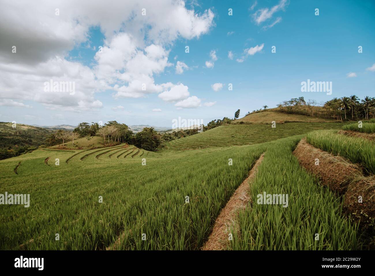 cultivated rice terraces on the island of Bohol in the philippines ...
