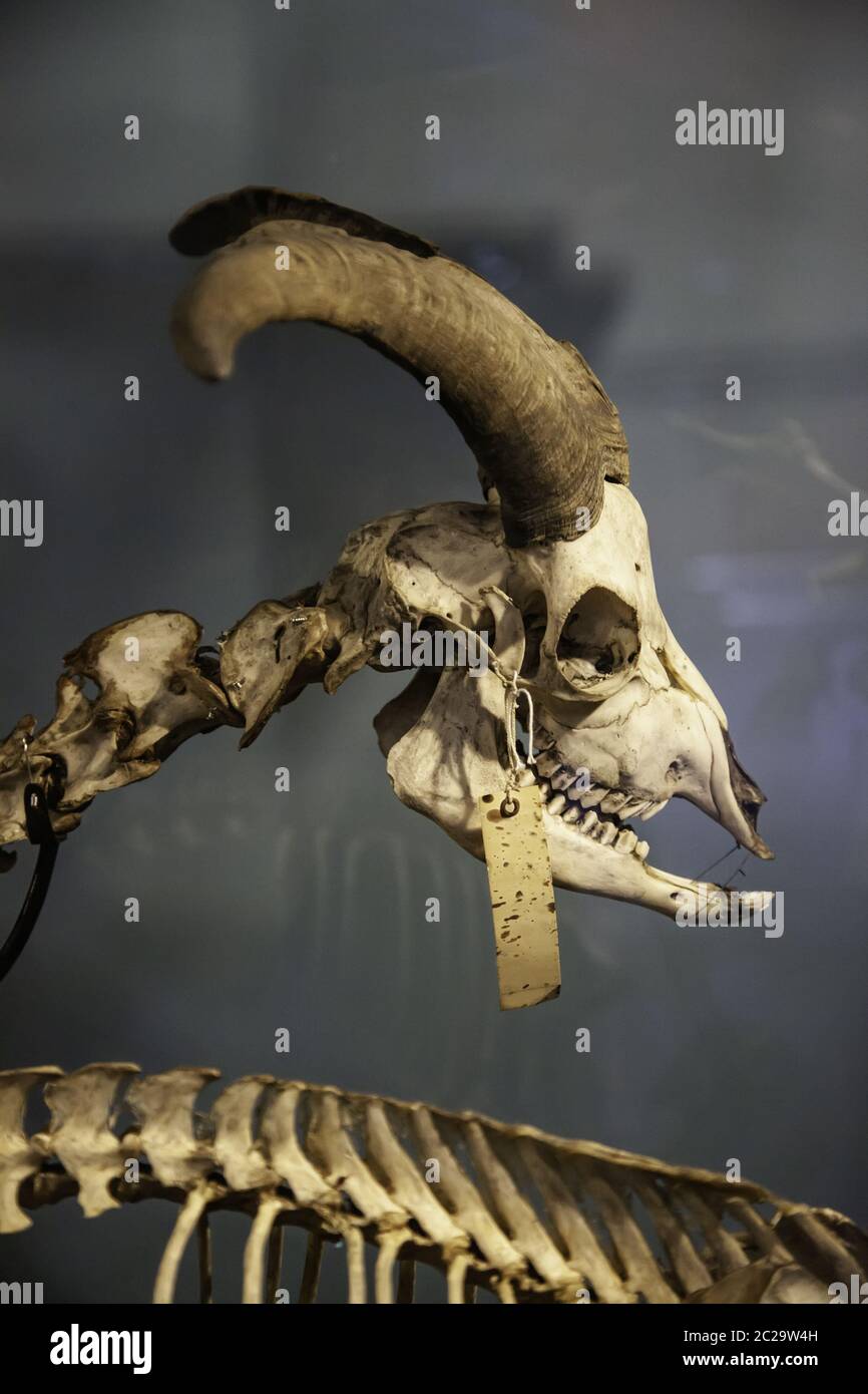 Goat skeleton, dead animal detail, medical study Stock Photo - Alamy
