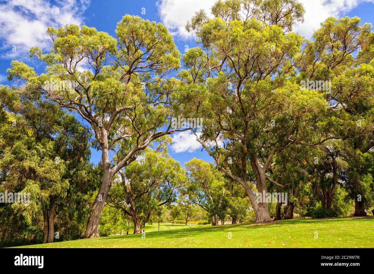 Kings Park and Botanic Garden is a beautiful mixture of grassed ...