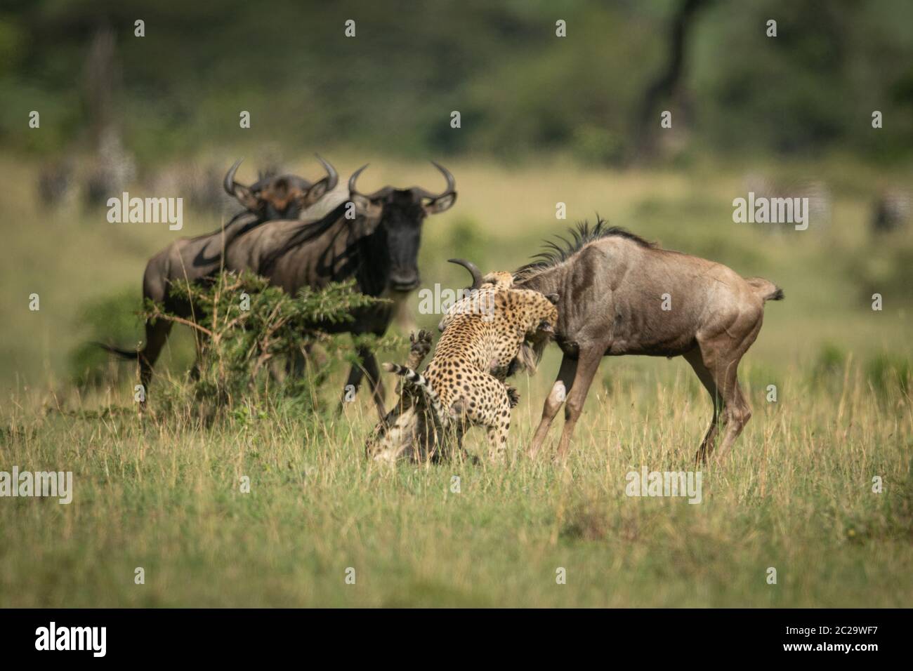 Cheetah attack hi-res stock photography and images - Alamy