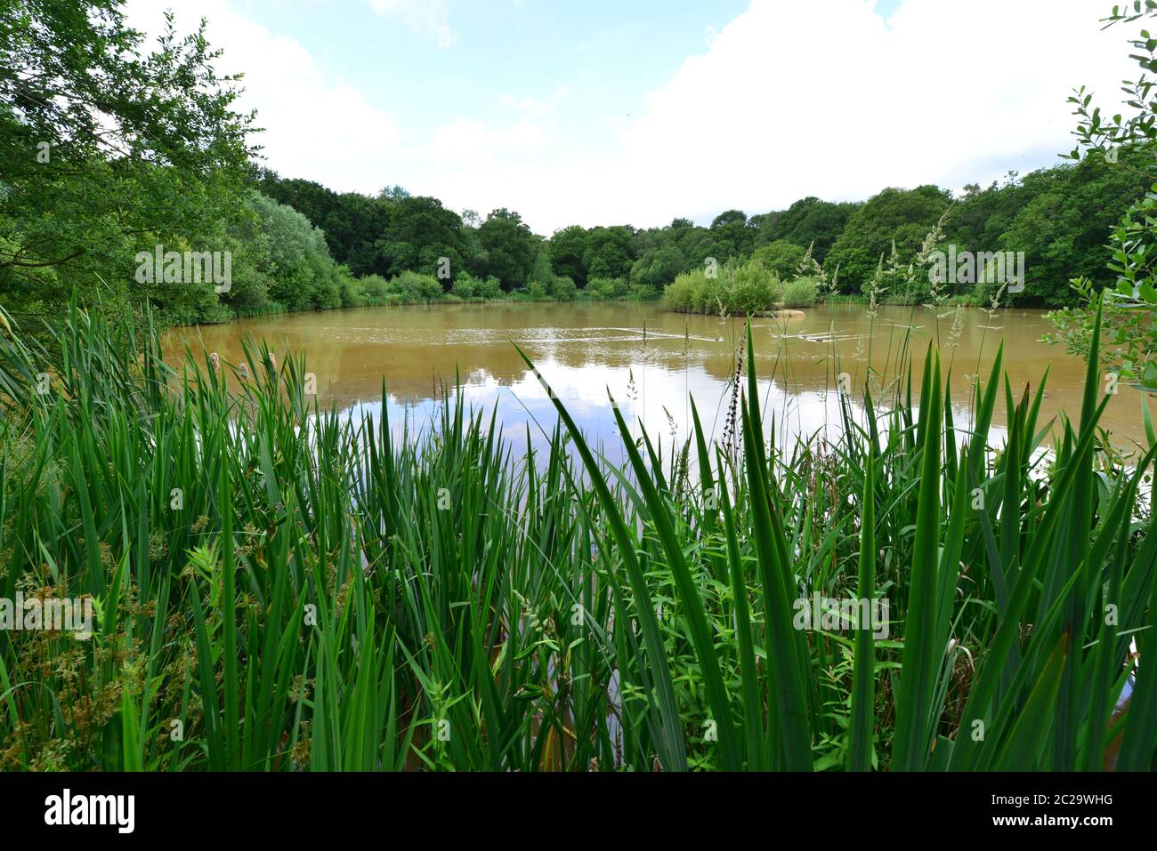 Holmwood island hi-res stock photography and images - Alamy