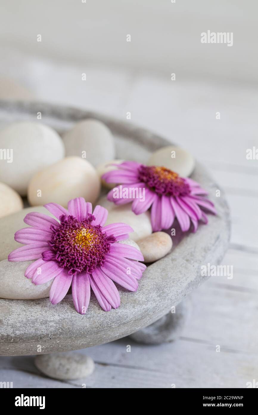 Flower arrangement zen style with pebble and daisy in a bowl Stock ...