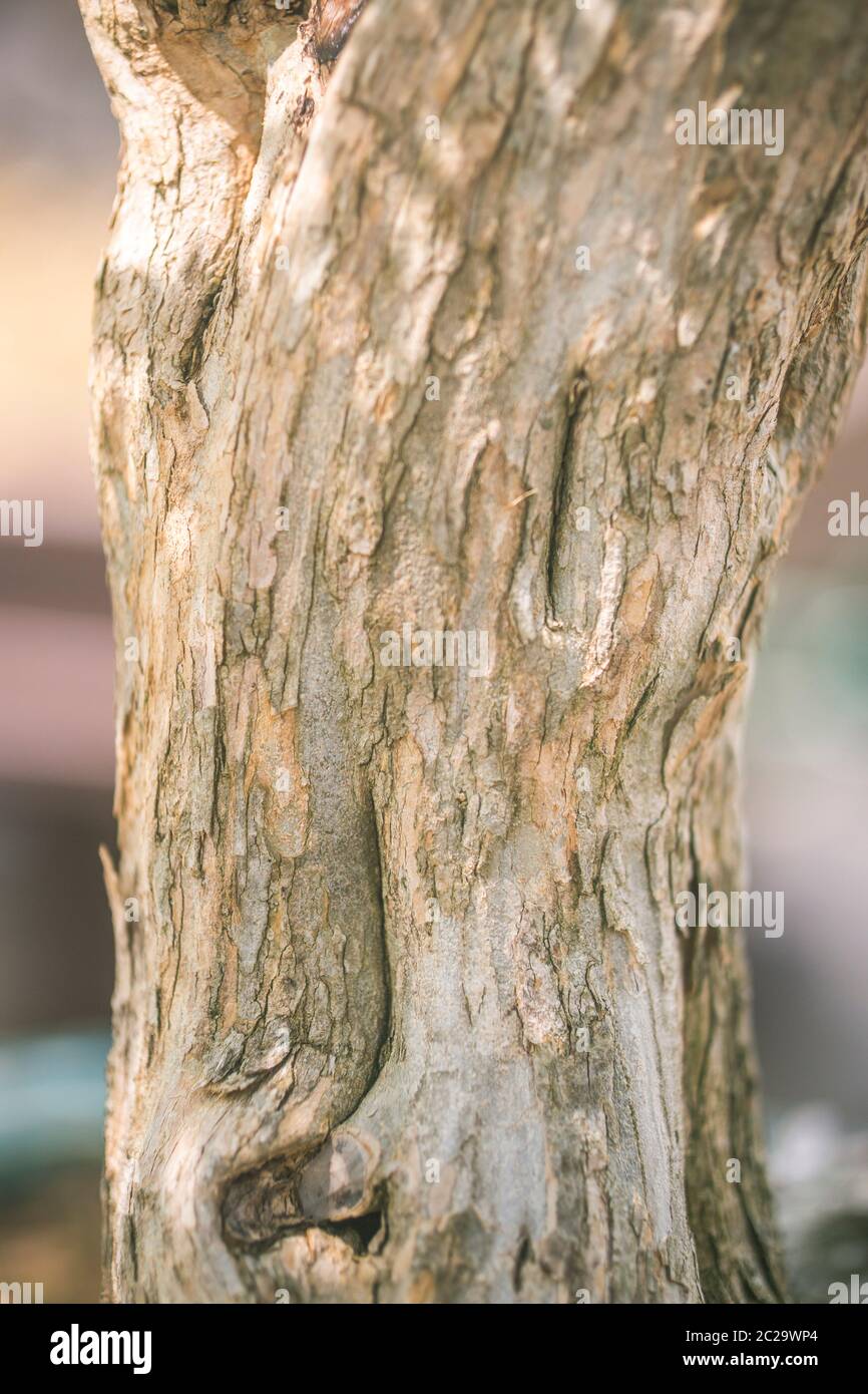 Bonsai trunk close up, wood texture. Natural concept Stock Photo - Alamy