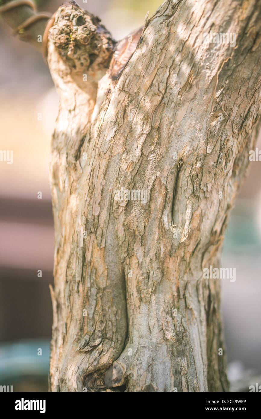 Bonsai trunk close up, wood texture. Natural concept Stock Photo - Alamy