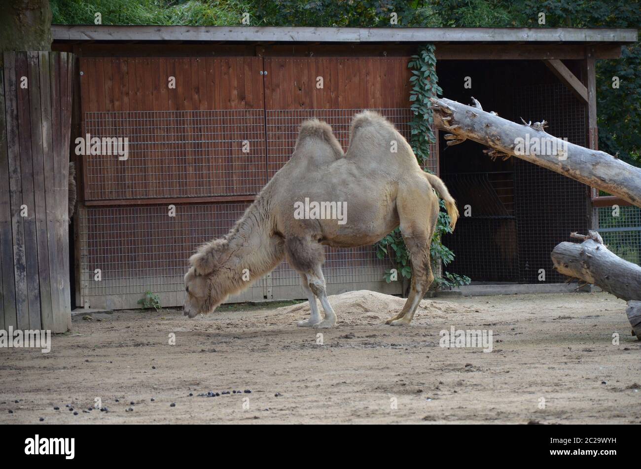 Side view of two humped camel standing in corral under sunlight at zoo ...