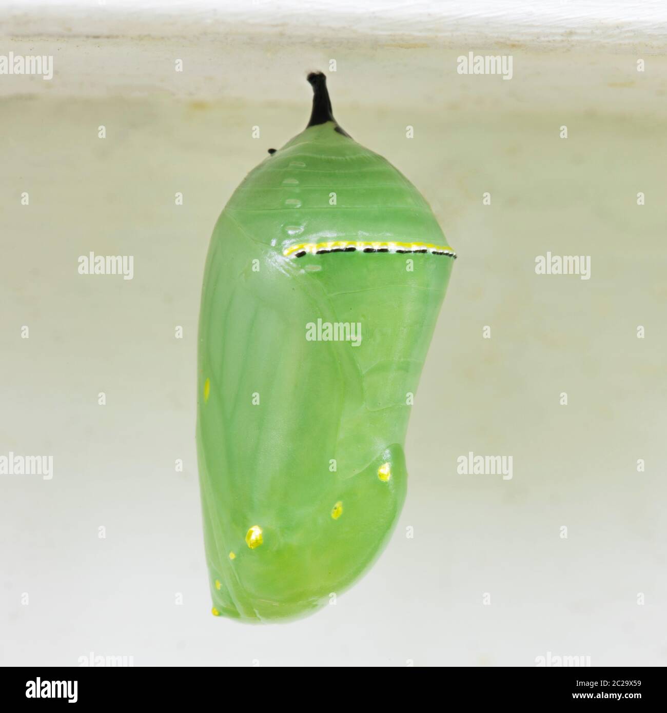 Monarch butterfly chrysalis stages hi-res stock photography and images ...