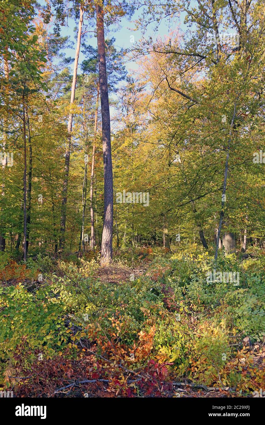 Pinus sylvatica hi-res stock photography and images - Alamy