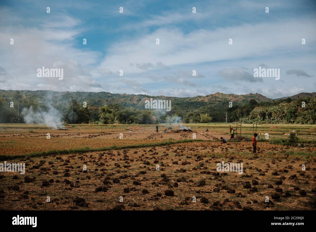 people working crops on the island of bohol Stock Photo - Alamy
