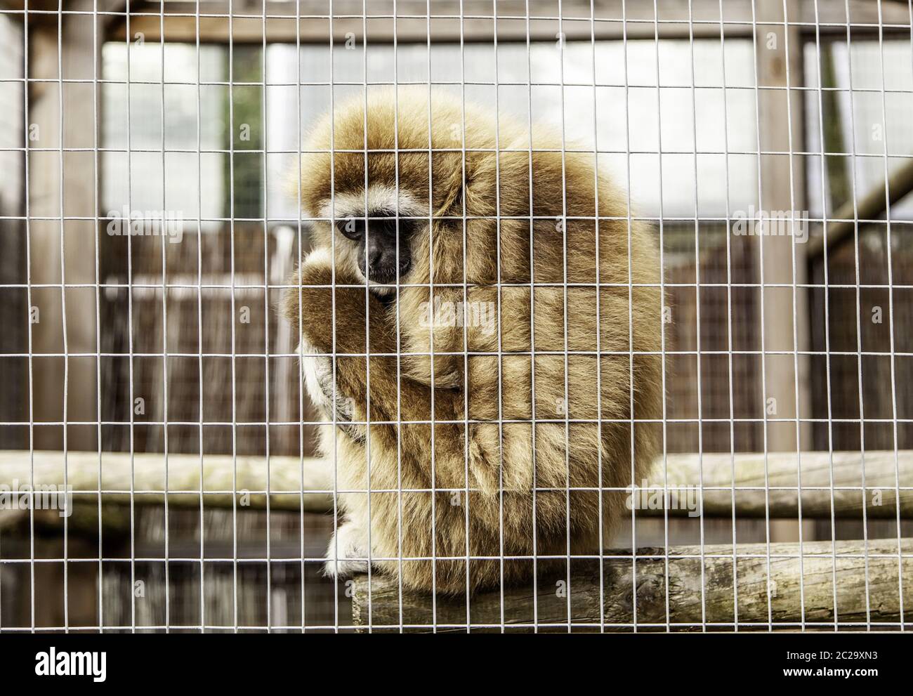 Sad monkey caged, detail of abandoned animal, animal abuse Stock Photo ...