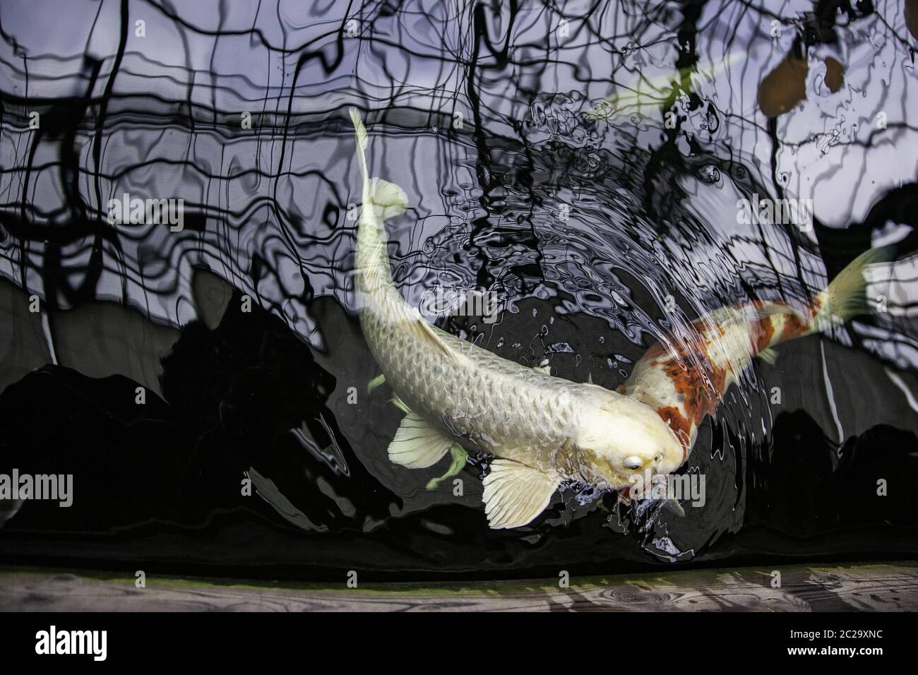 Colorful Japanese fish, detail of oriental fish, relaxation and animals ...