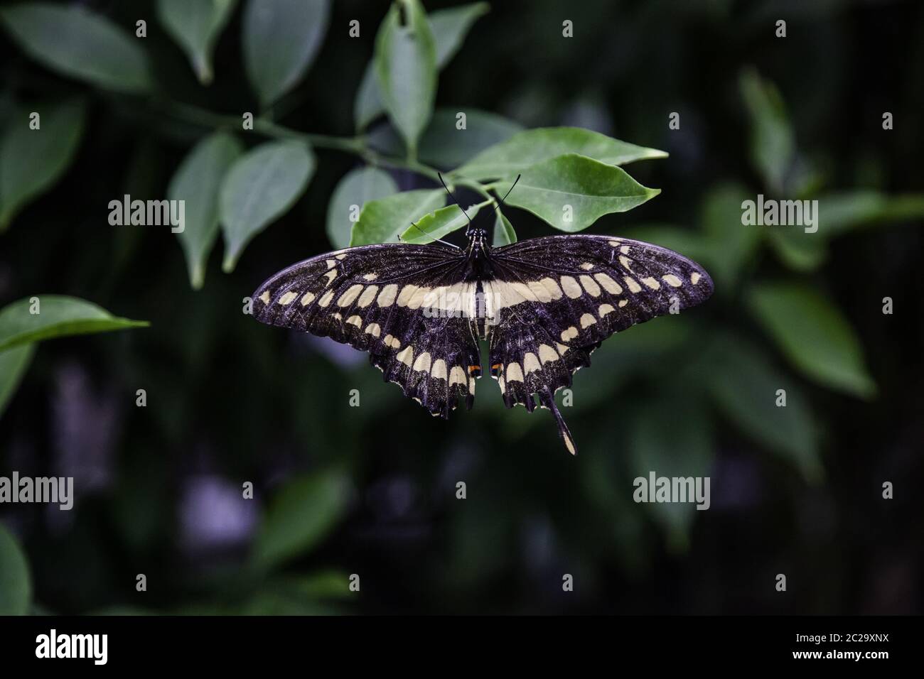 Butterfly garden, detail of butterfly farm Stock Photo - Alamy