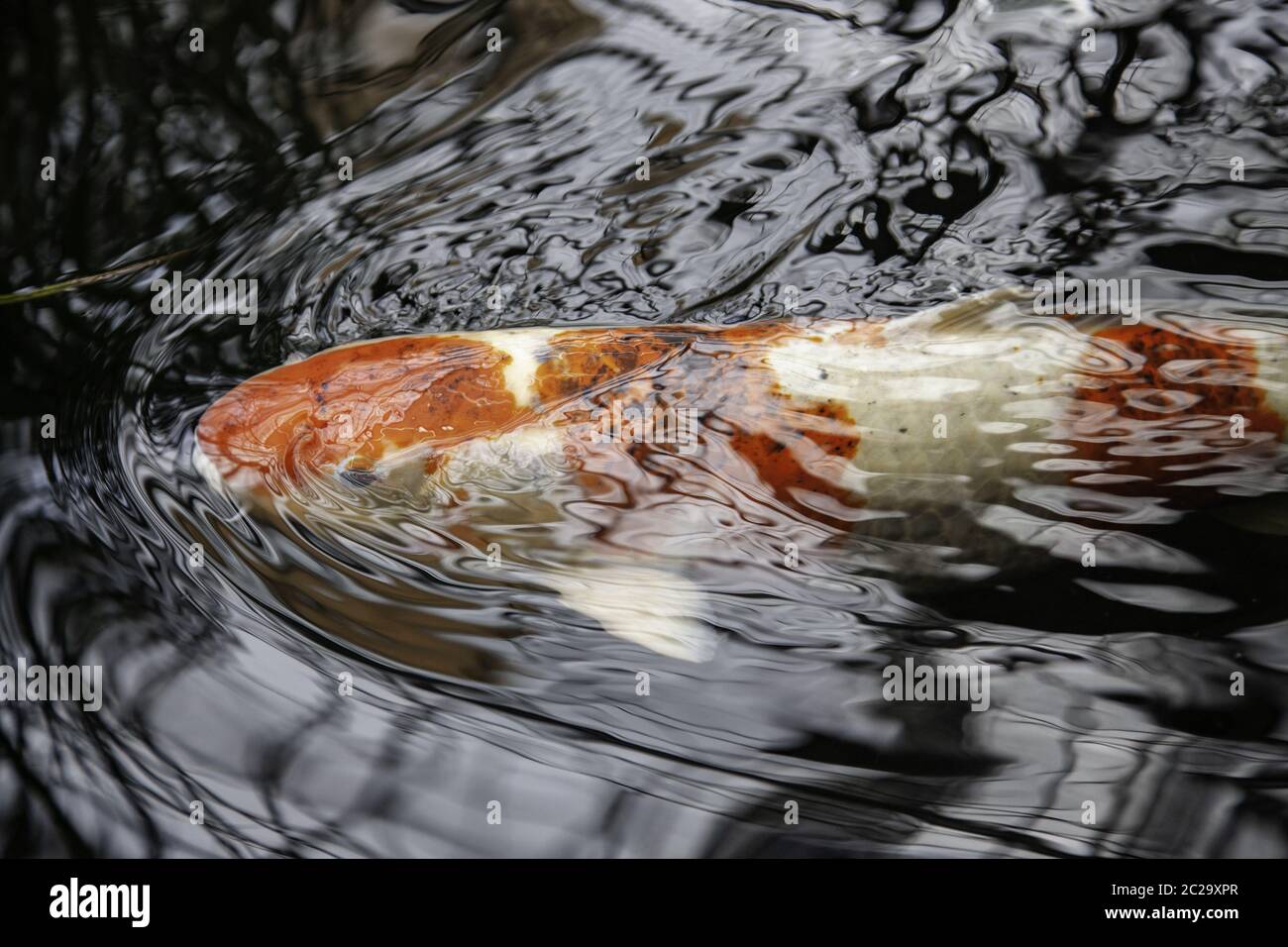 Colorful Japanese fish, detail of oriental fish, relaxation and animals ...