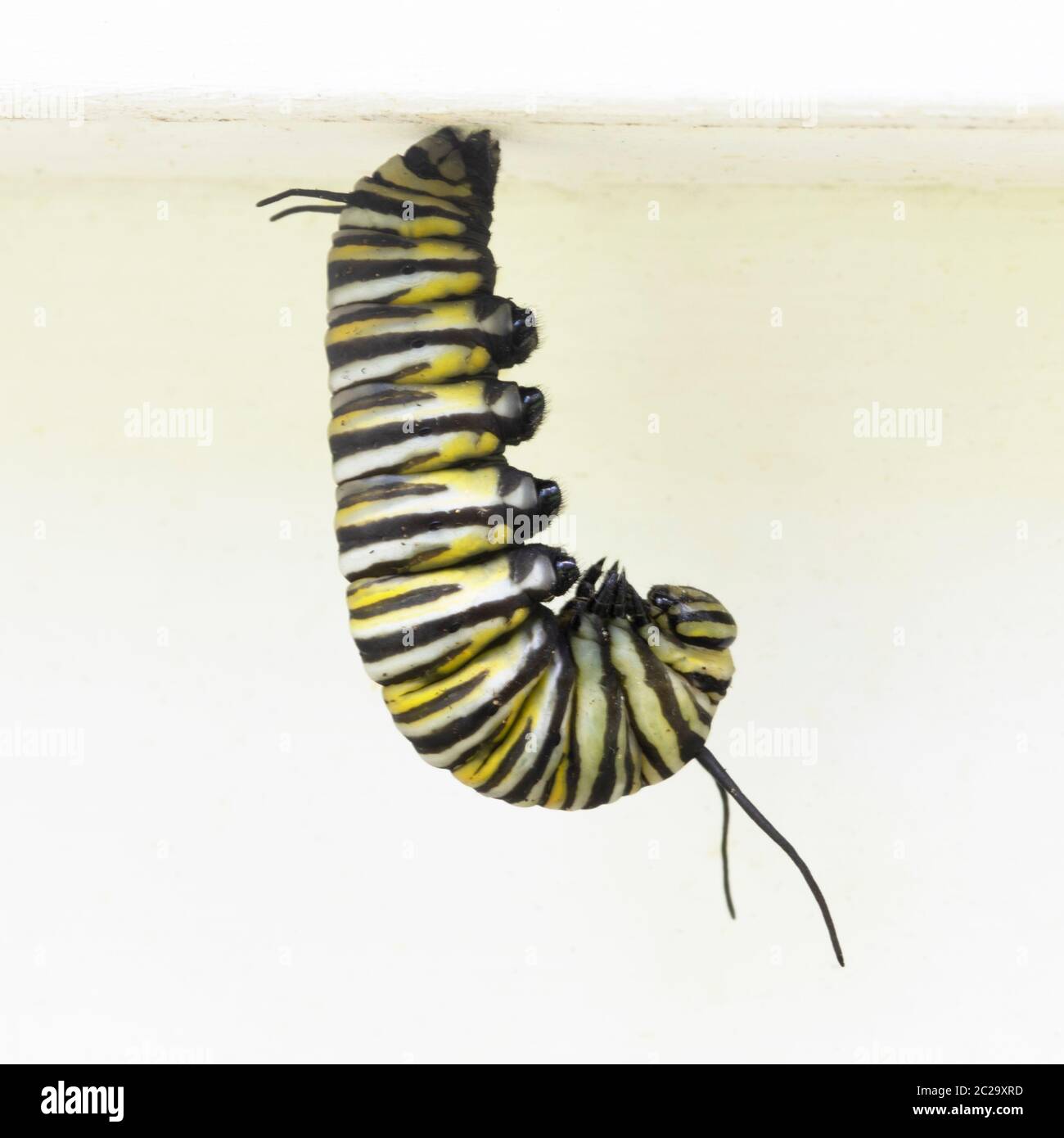 Monarch butterfly caterpillar hanging in J shape before forming ...