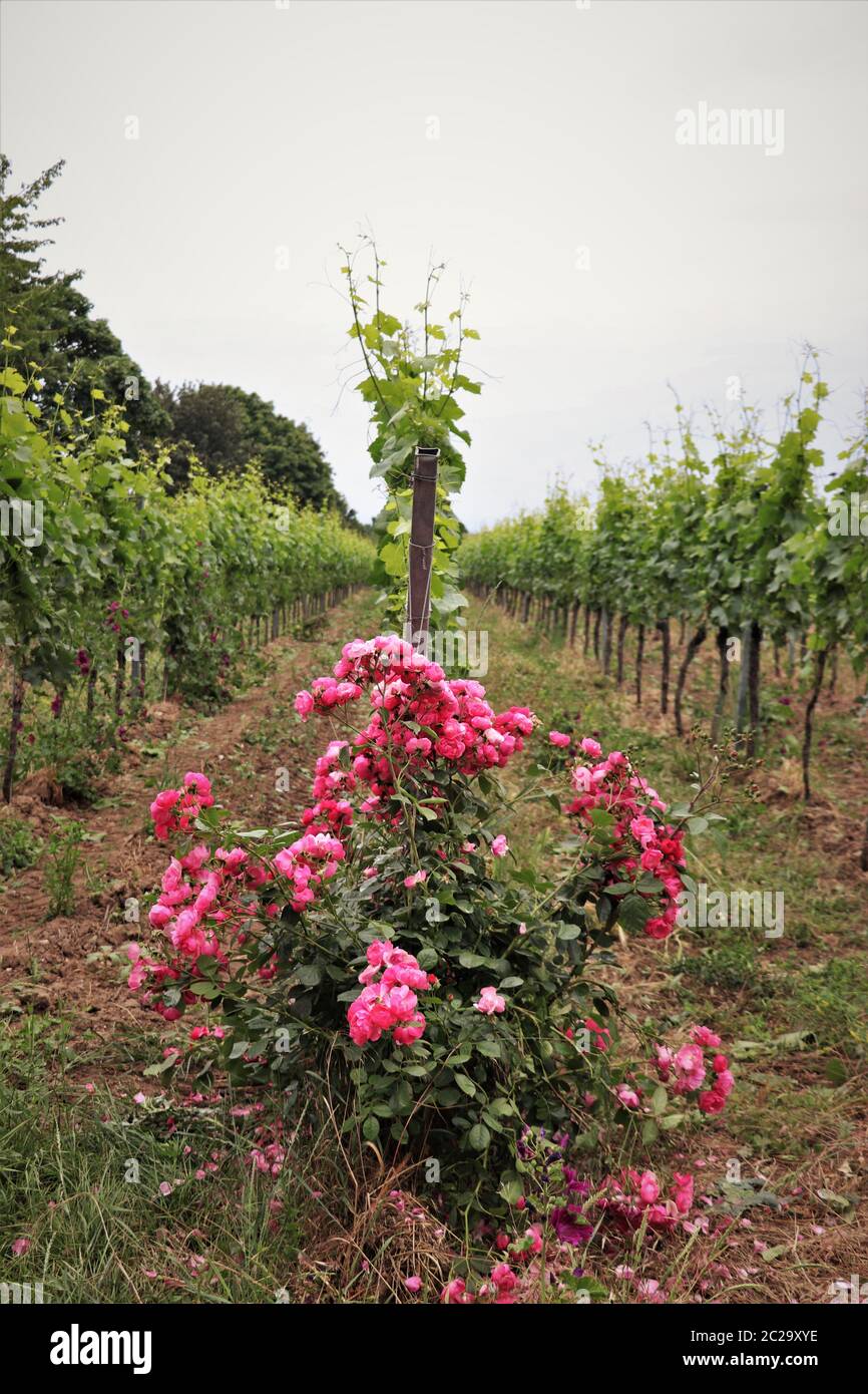 Roses Among Grapevines Along the German Wine Route. Weinstrasse ...