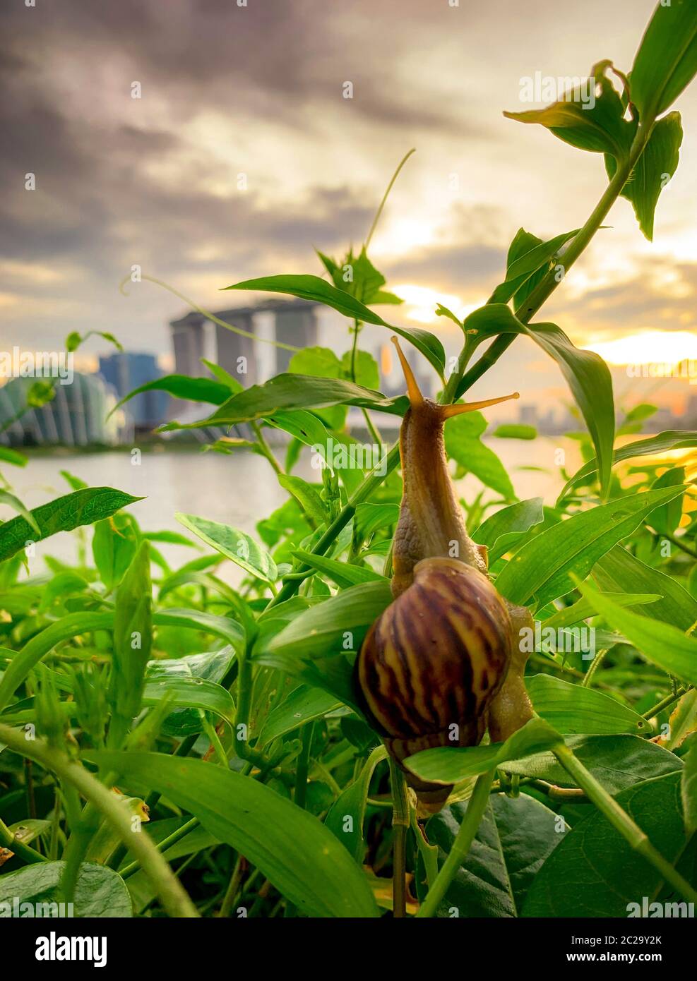 Snail climbing on plant in the evening beside the river opposite ...