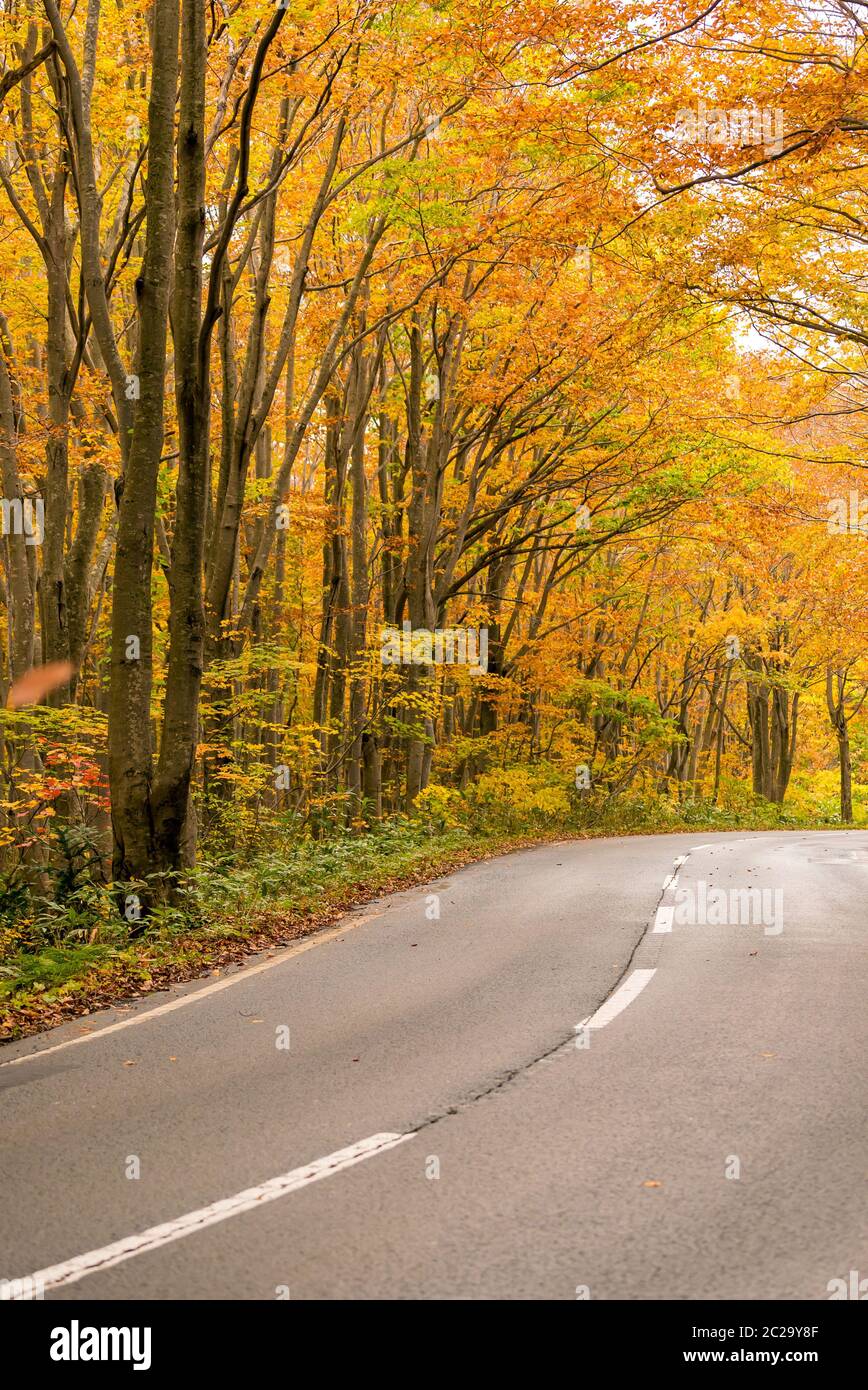 Rural Road through Autumn Fall woodland forest in Aomori Tohoku Japan ...