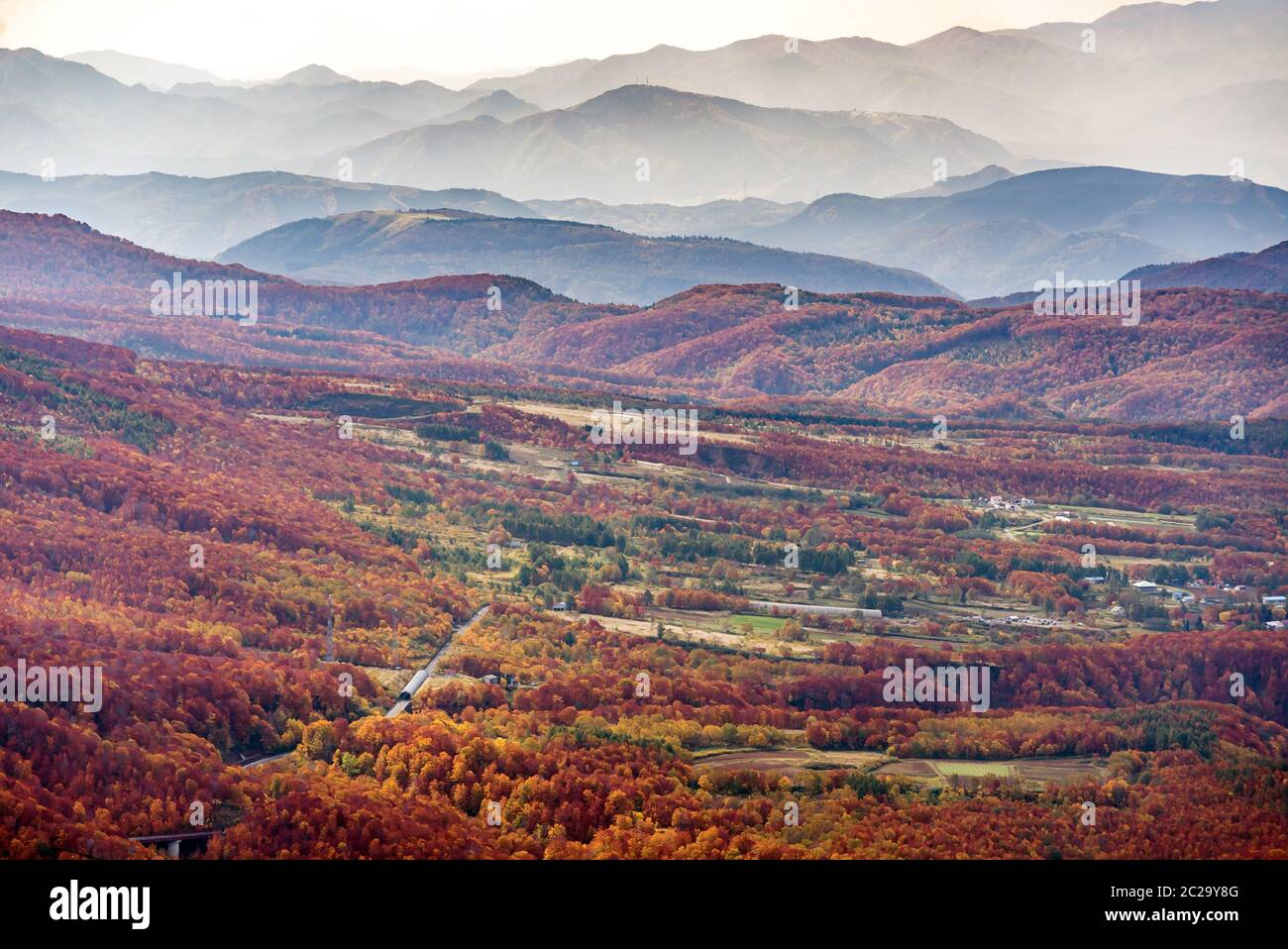 Aerial view of red leaf autumn fall season for Forest wodland From ...