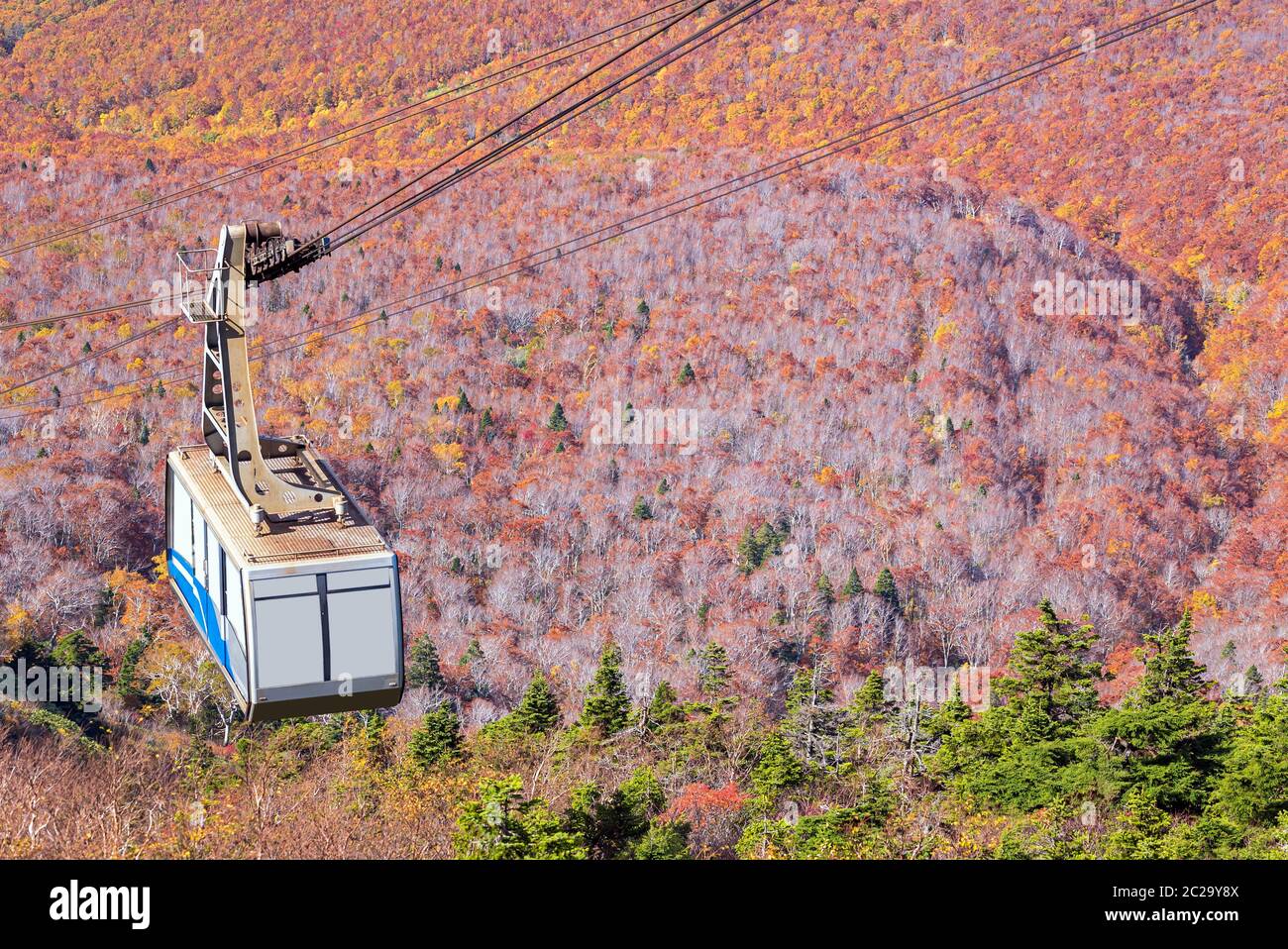 Aerial view of red leaf autumn fall season for Forest wodland From ...