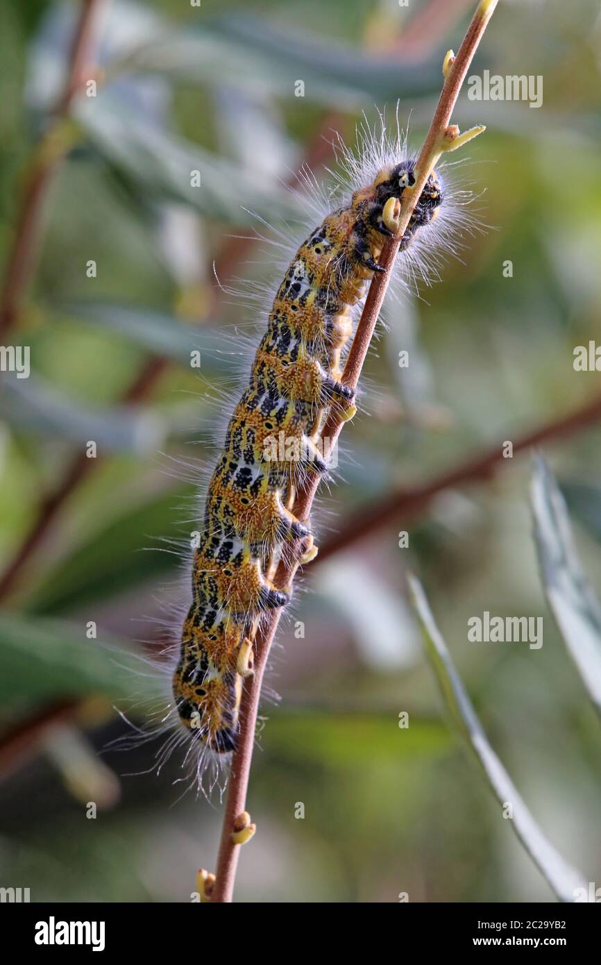Colorful caterpillar of the moonbird Phalera bucephala Stock Photo - Alamy