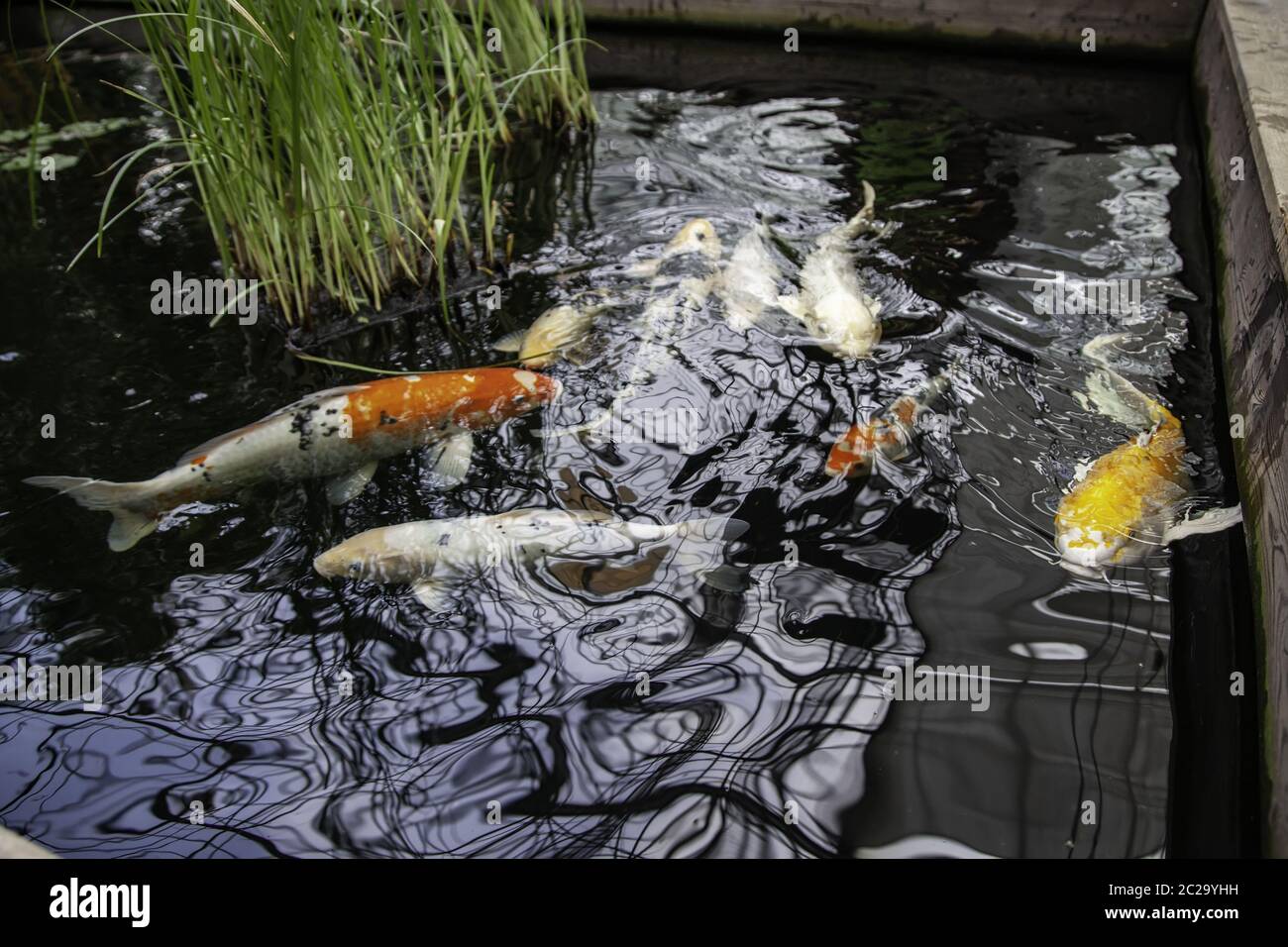 Colorful Japanese fish, detail of oriental fish, relaxation and animals ...