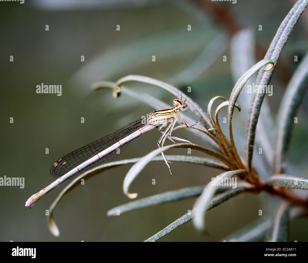 Dragonfly on plant leaf hi-res stock photography and images - Alamy