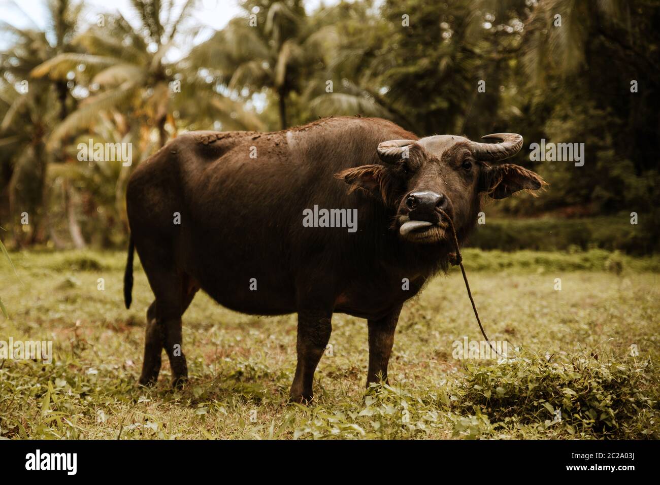 an asian buffalo in the vegetation of the bohol forest in the ...