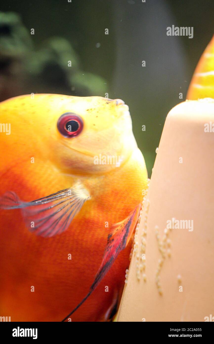 Discus cone hi-res stock photography and images - Alamy