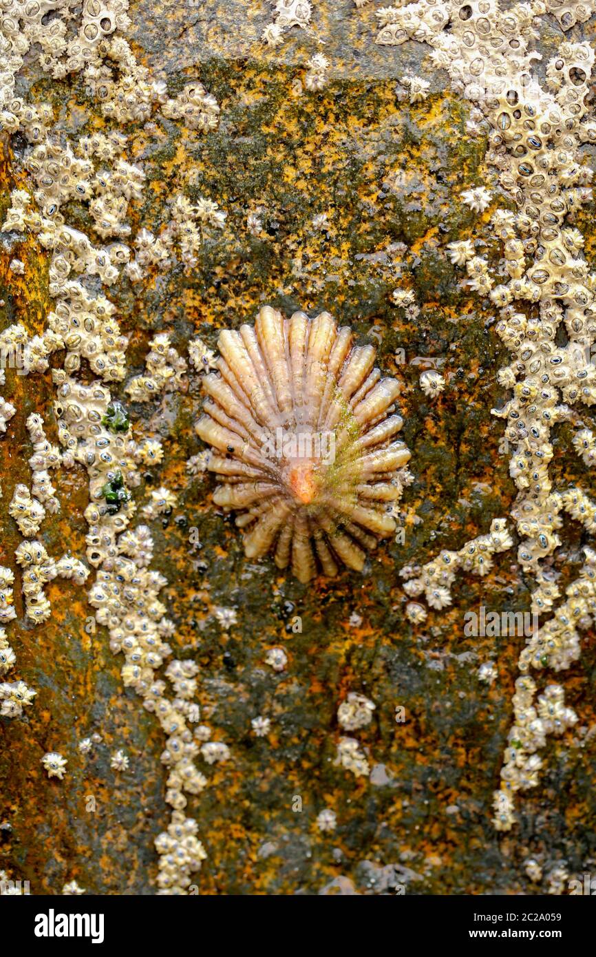 Coastal rock texture hi-res stock photography and images - Alamy