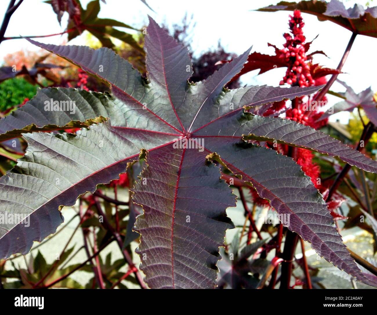 Wonder tree hi-res stock photography and images - Alamy