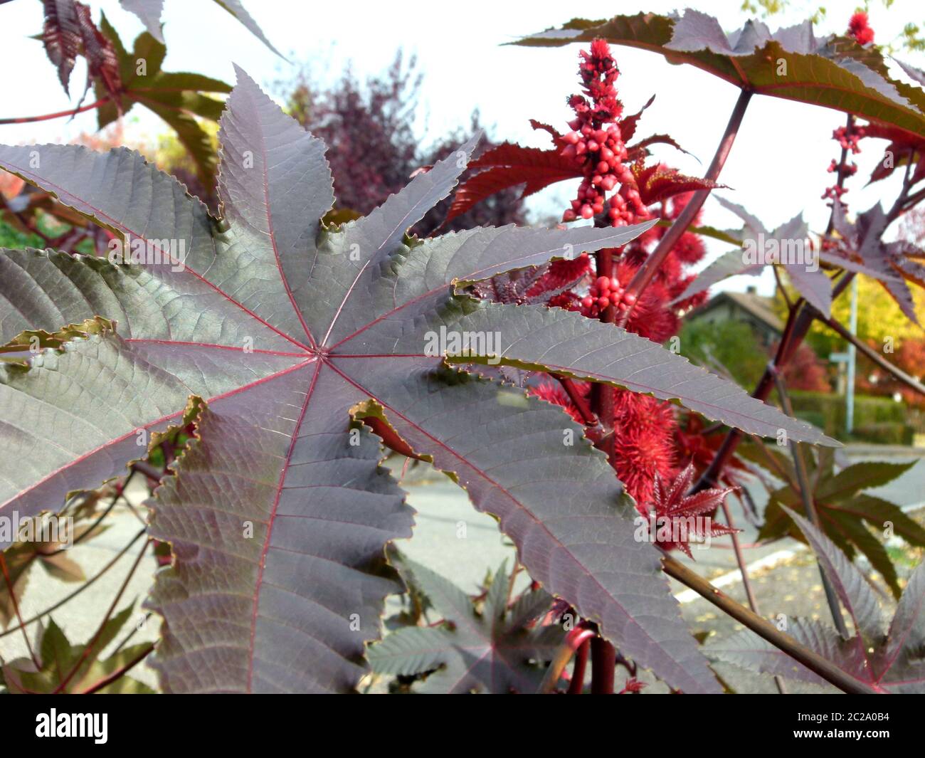 Wonder tree hi-res stock photography and images - Alamy