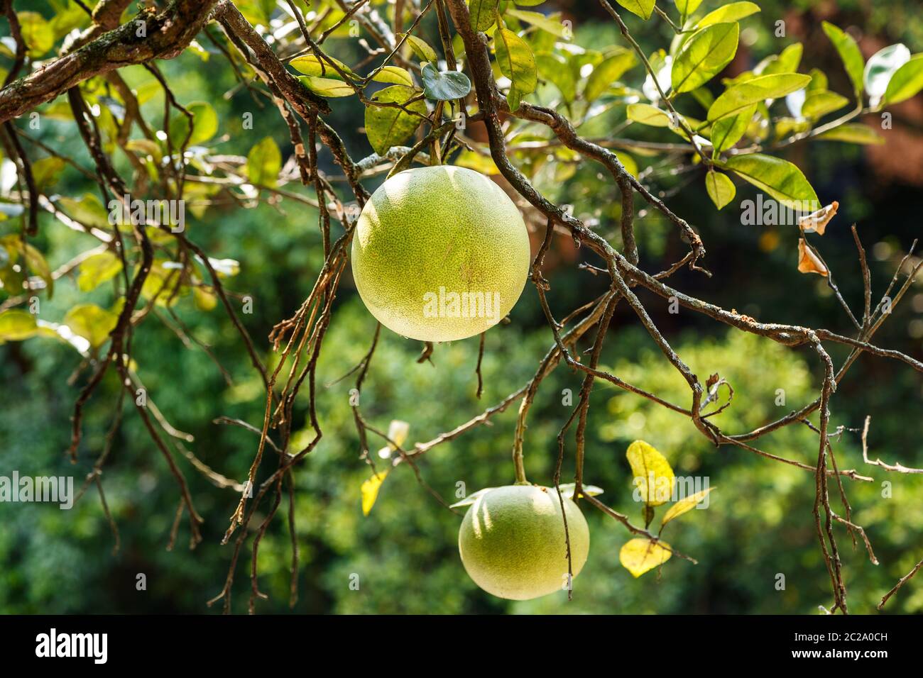 Green grapefruit on a tree branch,China, Yangshuo Stock Photo - Alamy