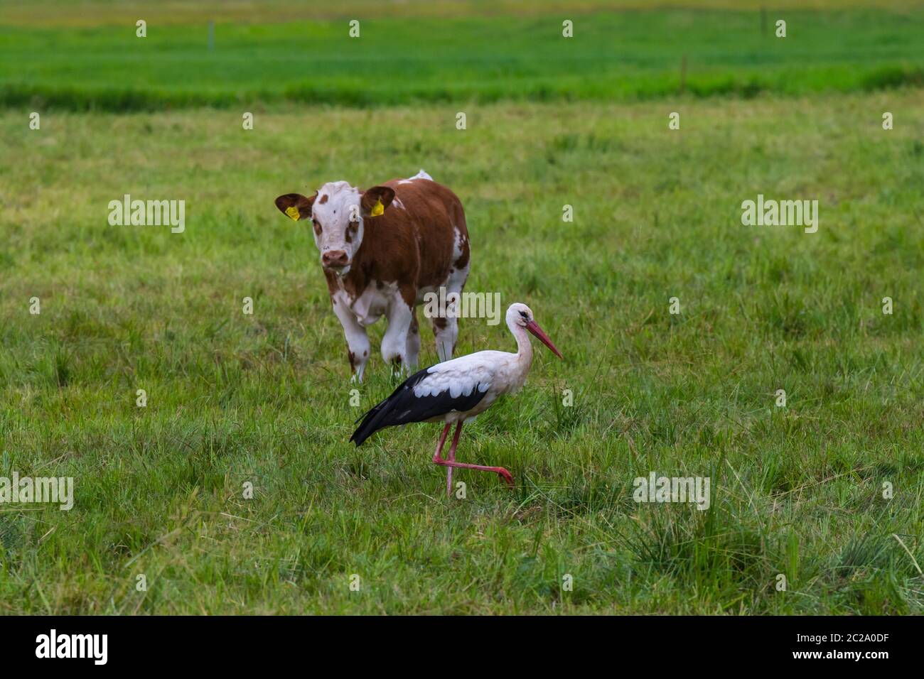 Stork cow hi-res stock photography and images - Alamy