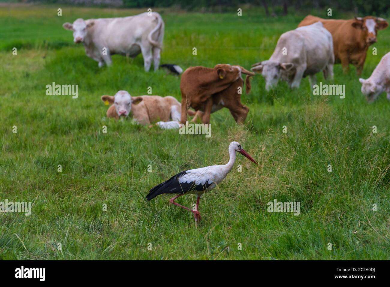 cow and stork together on the meadow Stock Photo - Alamy