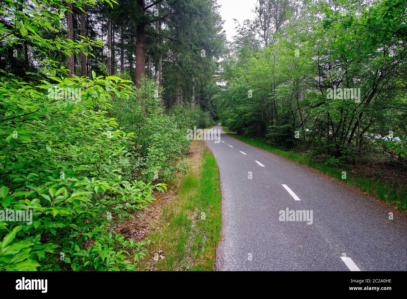 Bicycle path in forest, green trees. Dutch people often use their bike ...