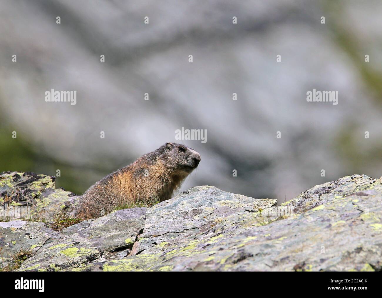 Fat sleeper hi-res stock photography and images - Alamy