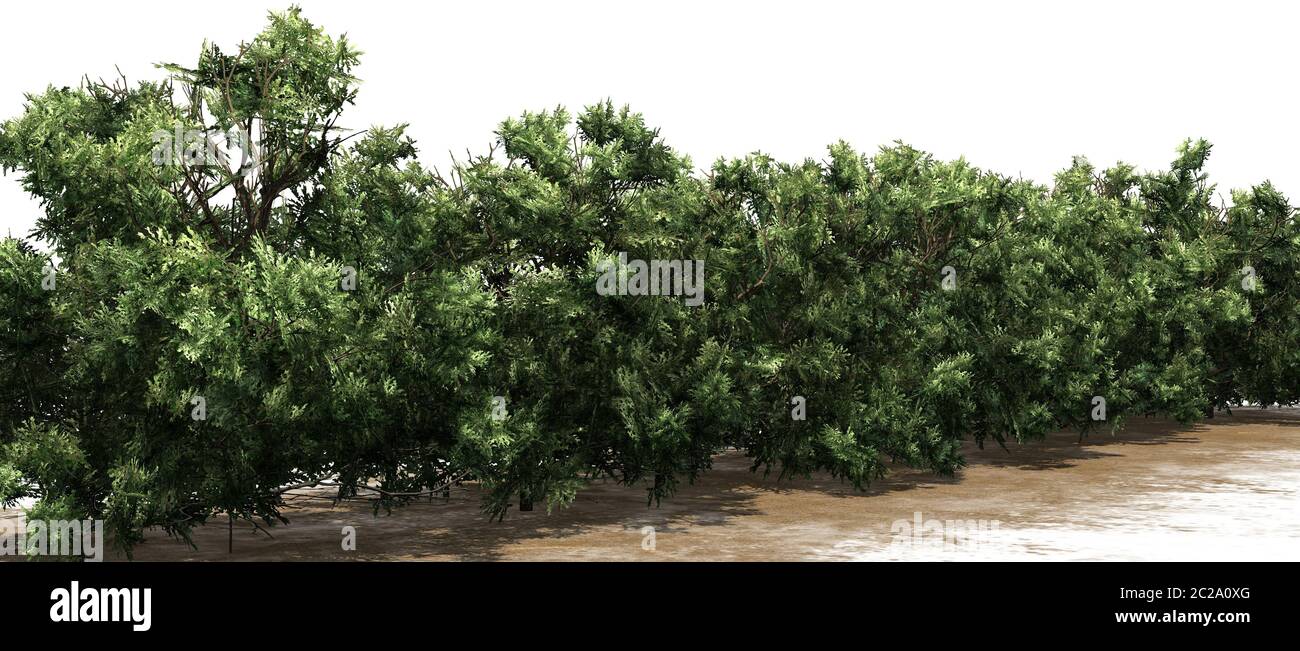 American Boxwood hedge on a sand area - isolated on white background ...