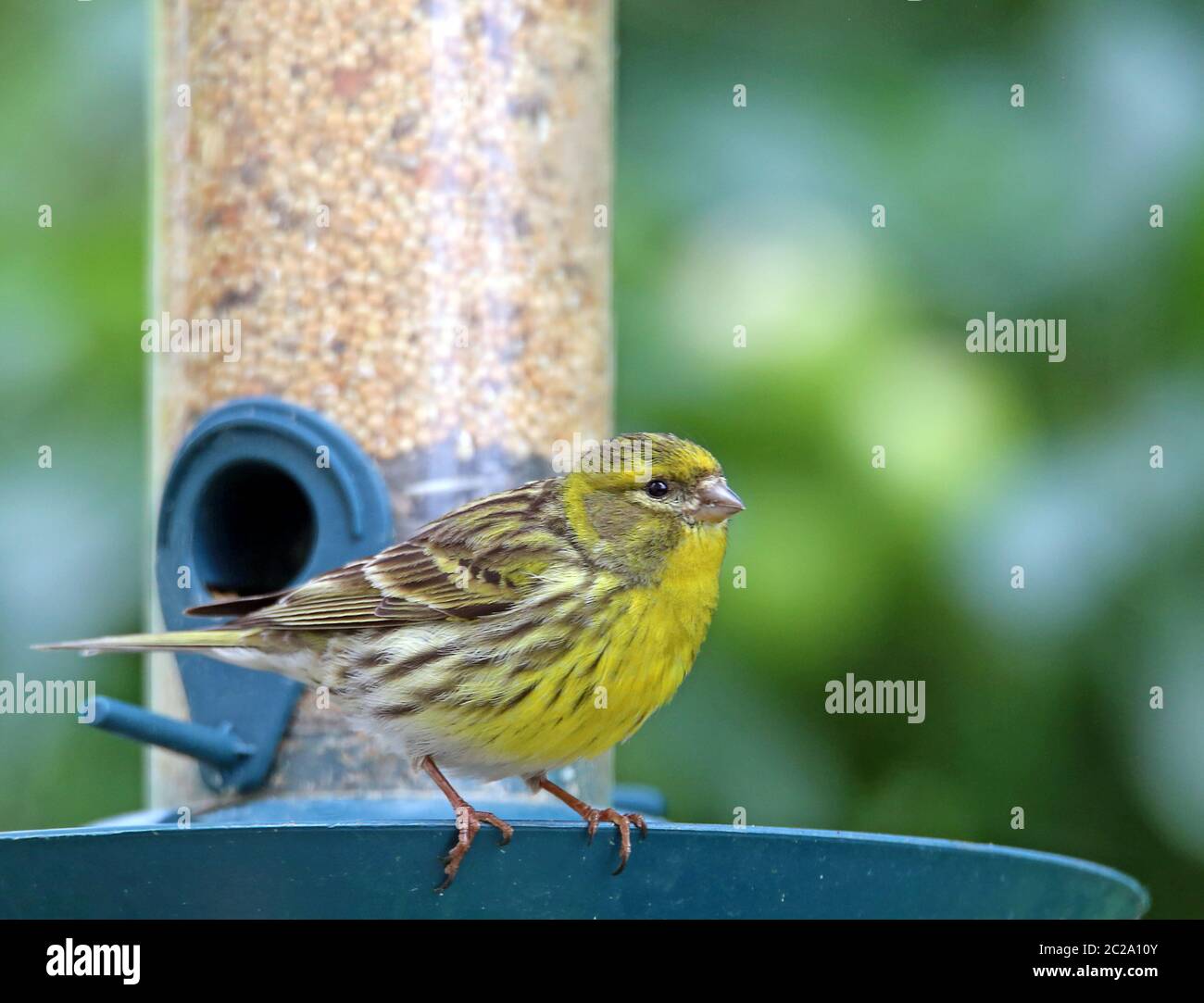 Telerecording Girlitz Serinus serinus at the feeding station Stock ...