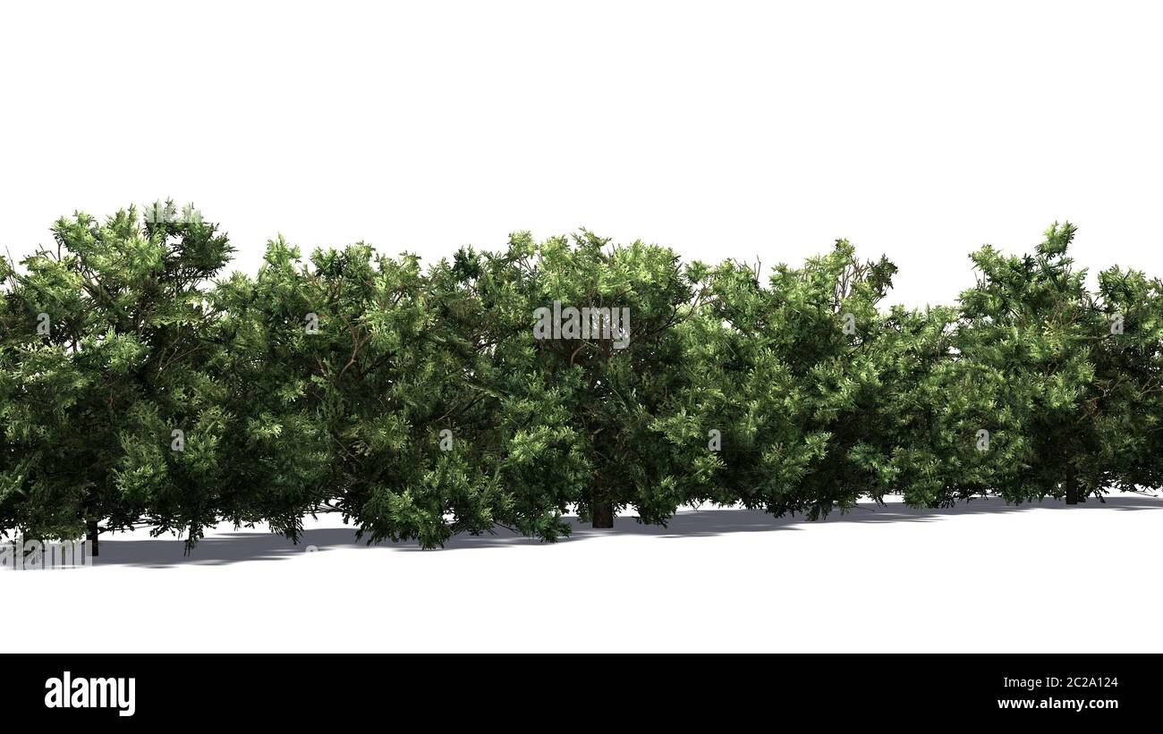 american boxwood hedge with shadow on the floor - isolated on white ...