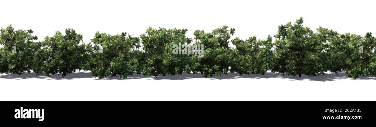 american boxwood hedge with shadow on the floor - isolated on white ...