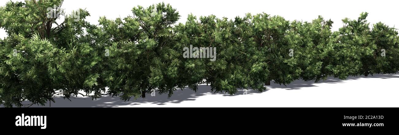 american boxwood hedge with shadow on the floor - isolated on white ...