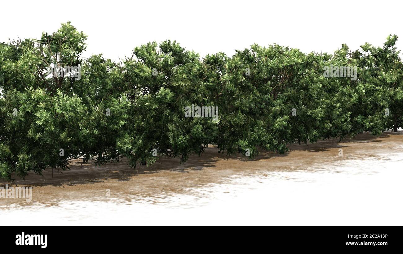 American Boxwood hedge on a sand area - isolated on white background ...