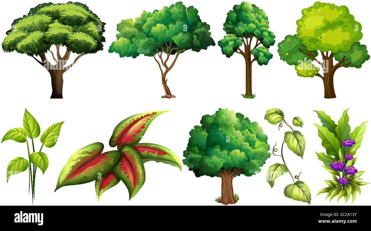 Set of variety plants and trees illustration Stock Vector Image & Art - Alamy