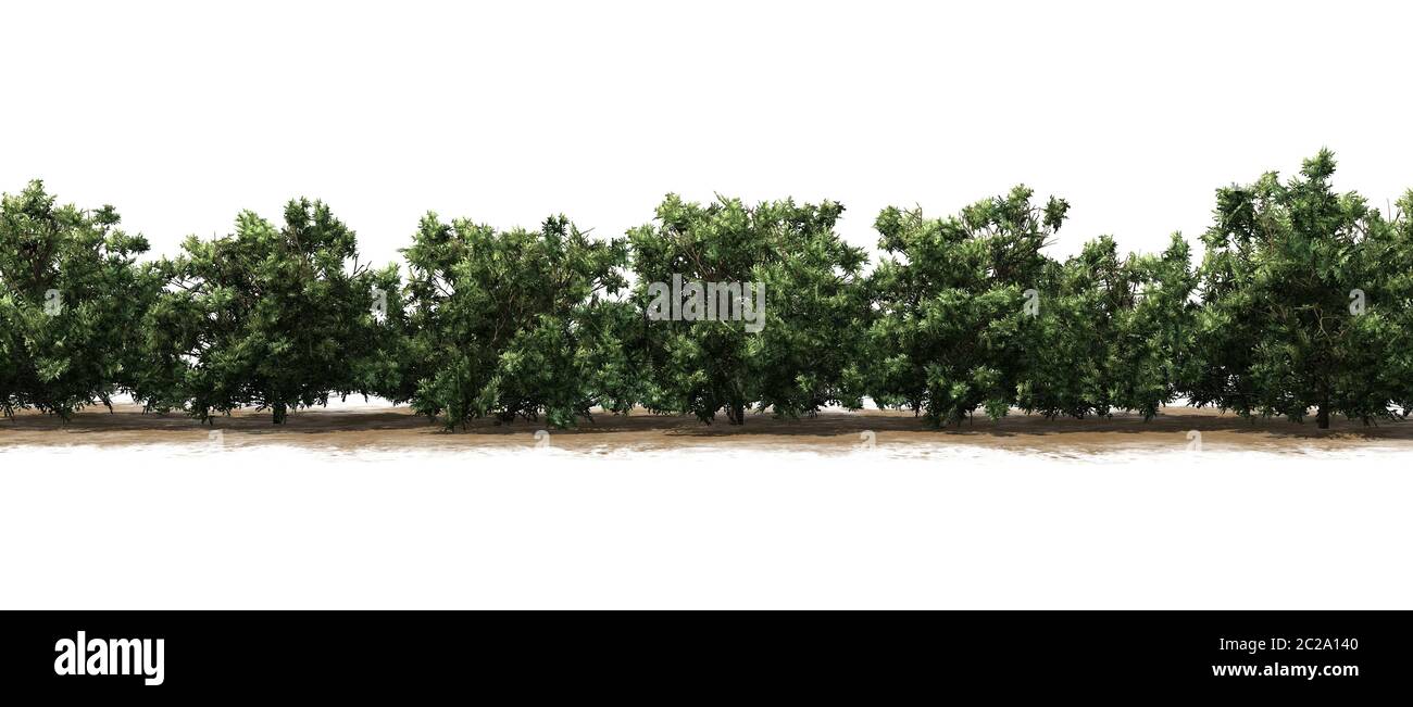 Boxwood Wood High Resolution Stock Photography and Images - Alamy