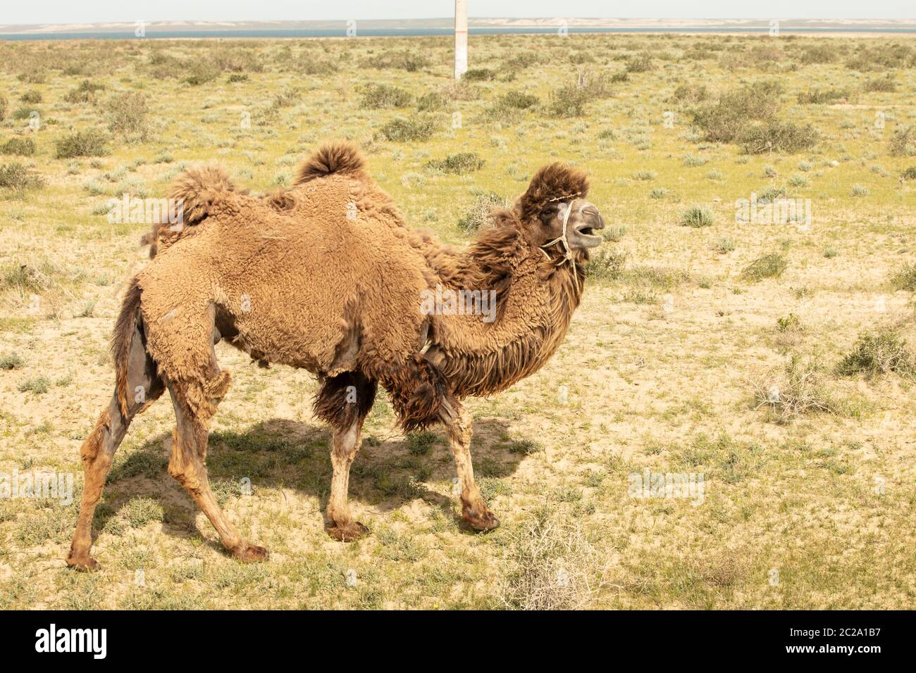Camel hoof hi-res stock photography and images - Alamy