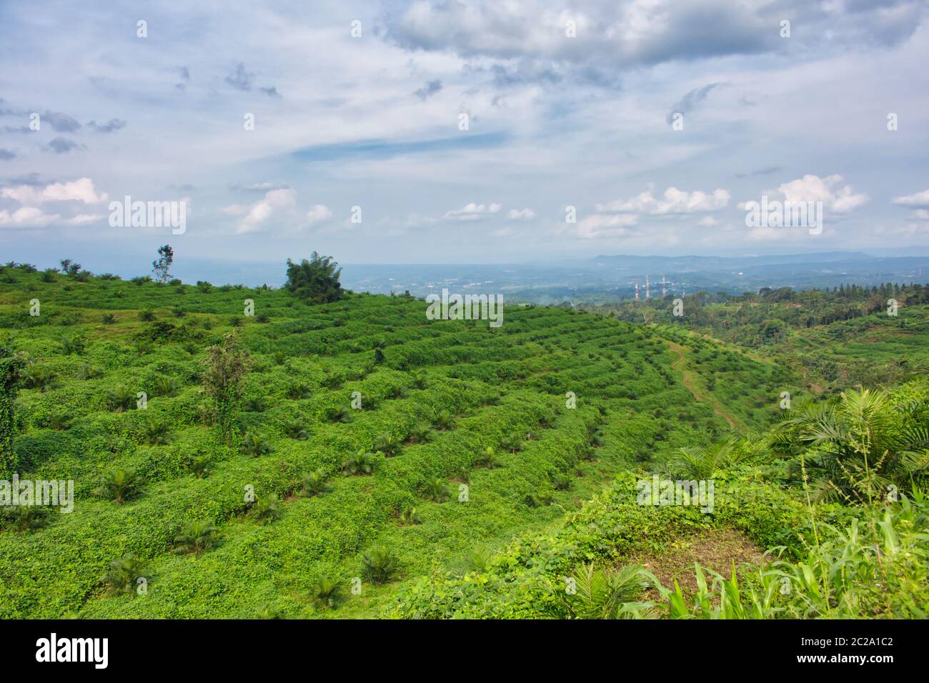 Landscape of oil palm plantation in the southern part of Sukabumi, West ...