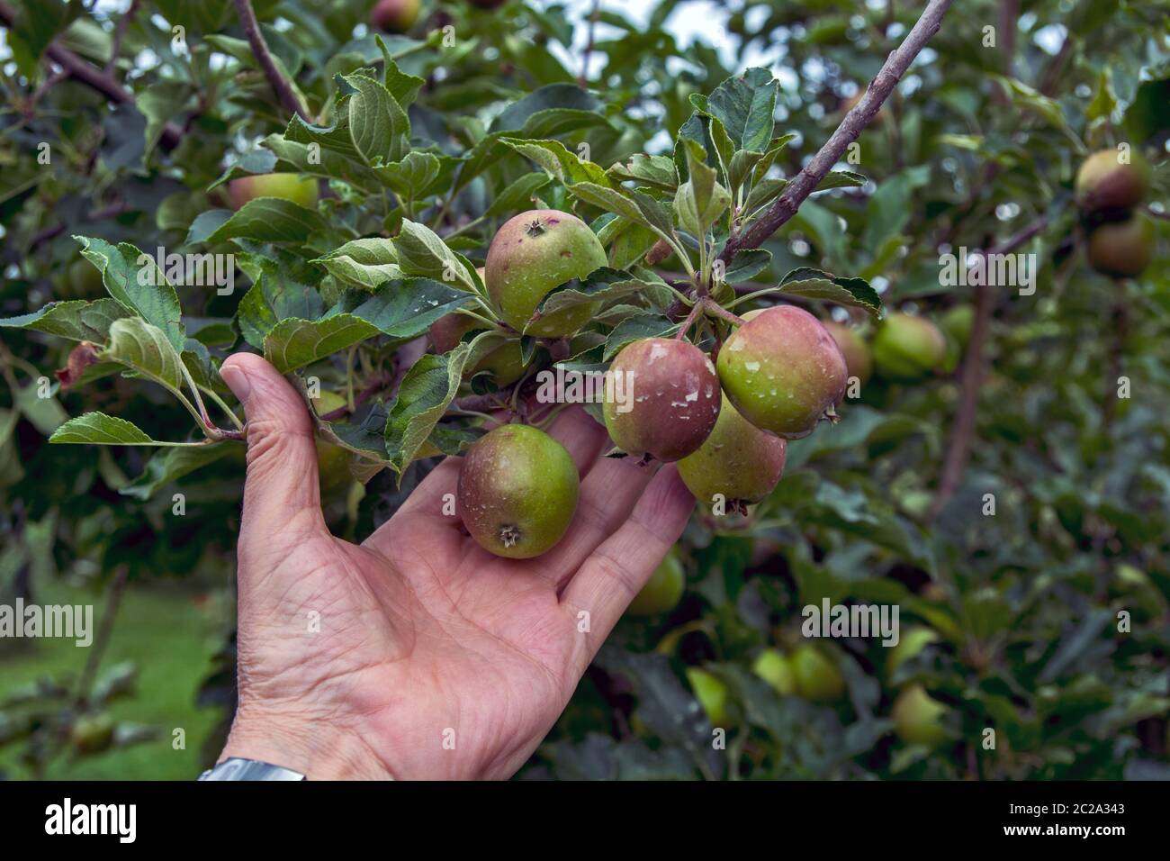 Beautiful young apples growing on a tree. The farmer visits the orchard ...