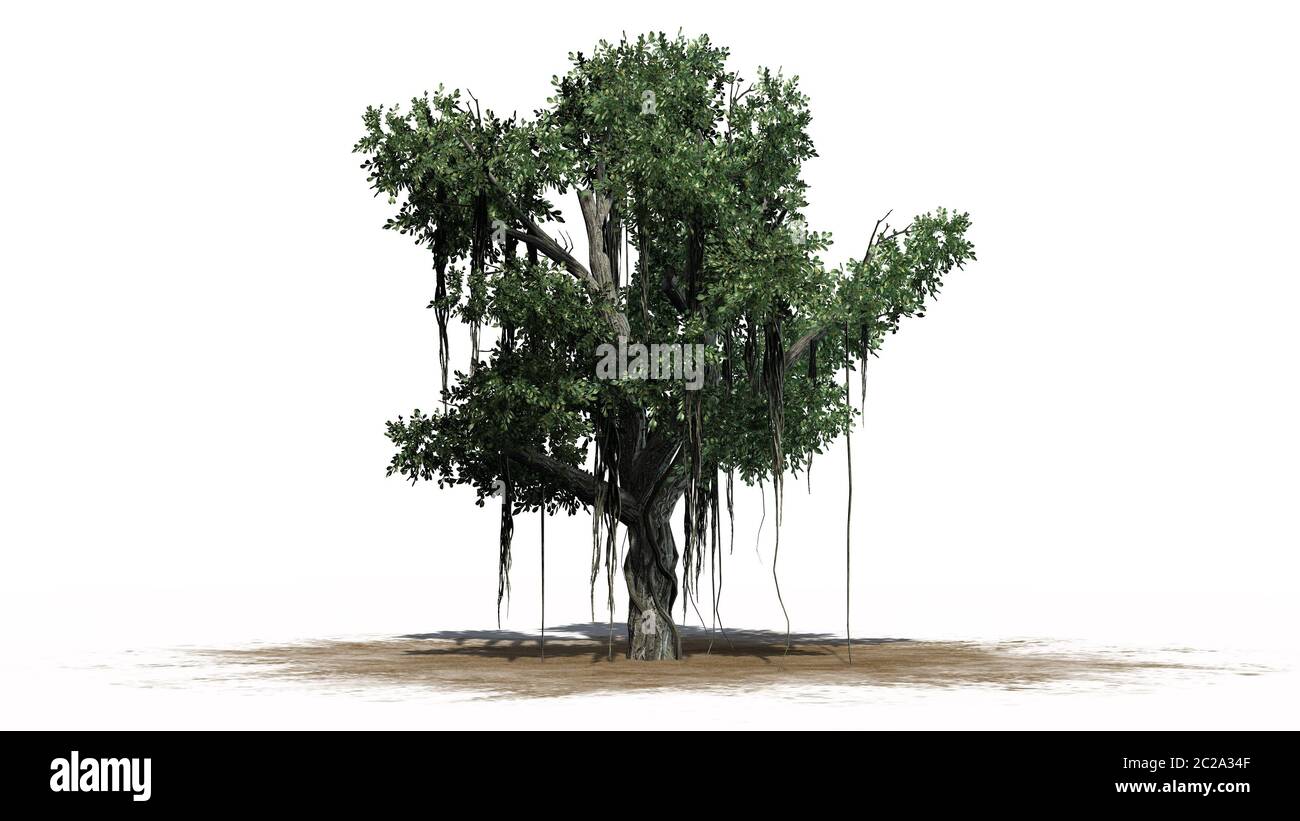 Chinese banyan leaf Cut Out Stock Images & Pictures - Alamy