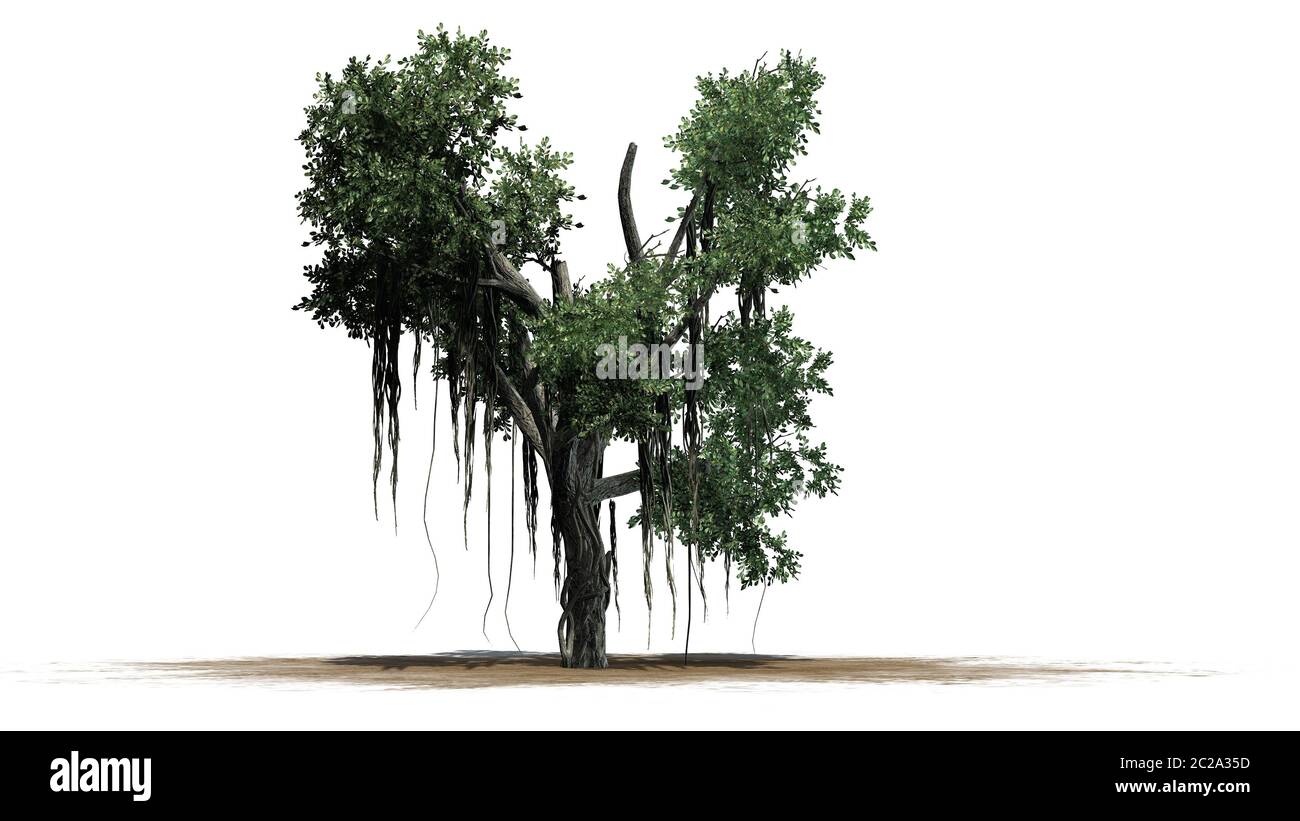 Chinese Banyan tree - separated on white background Stock Photo - Alamy