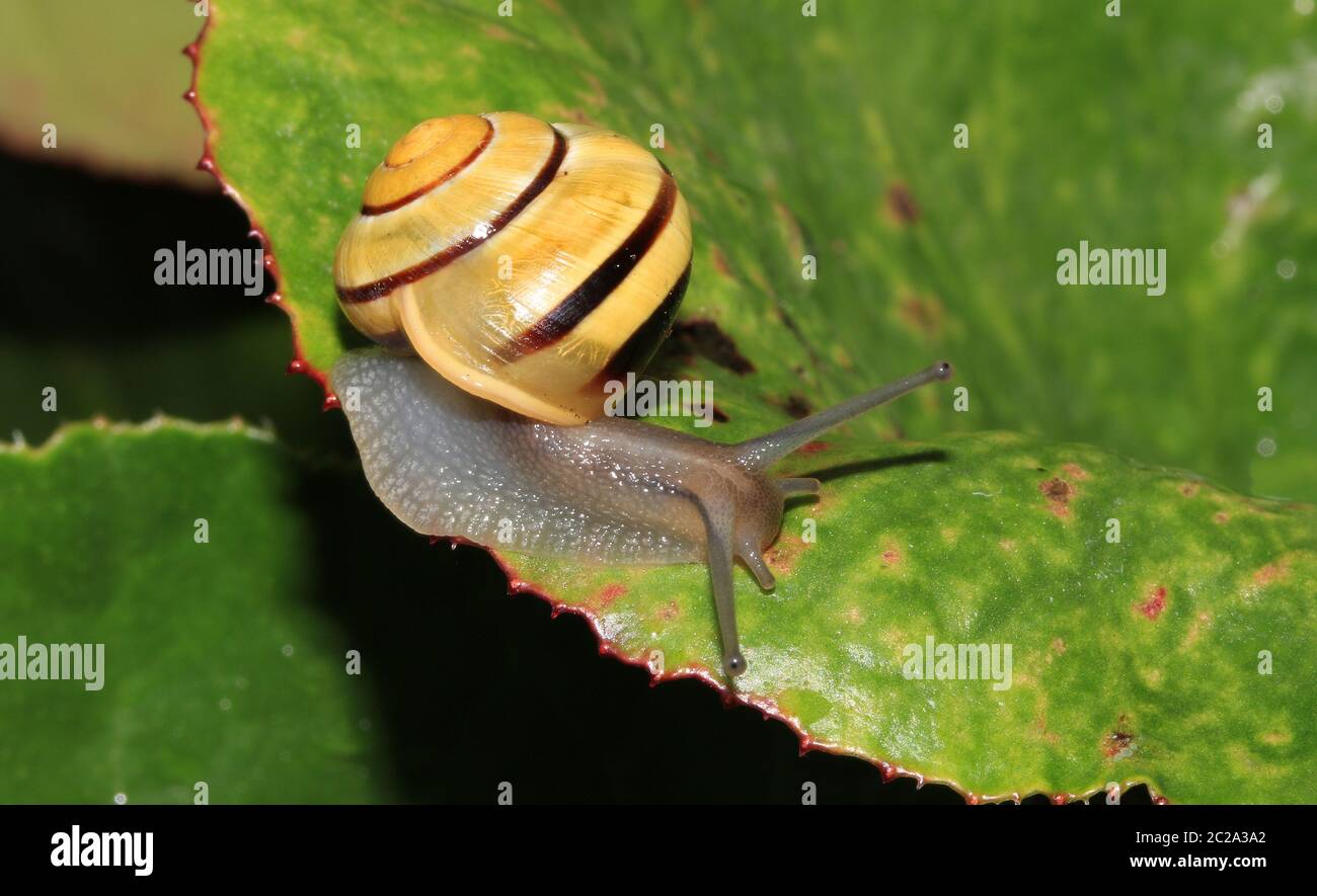 Hortensis snail hi-res stock photography and images - Alamy