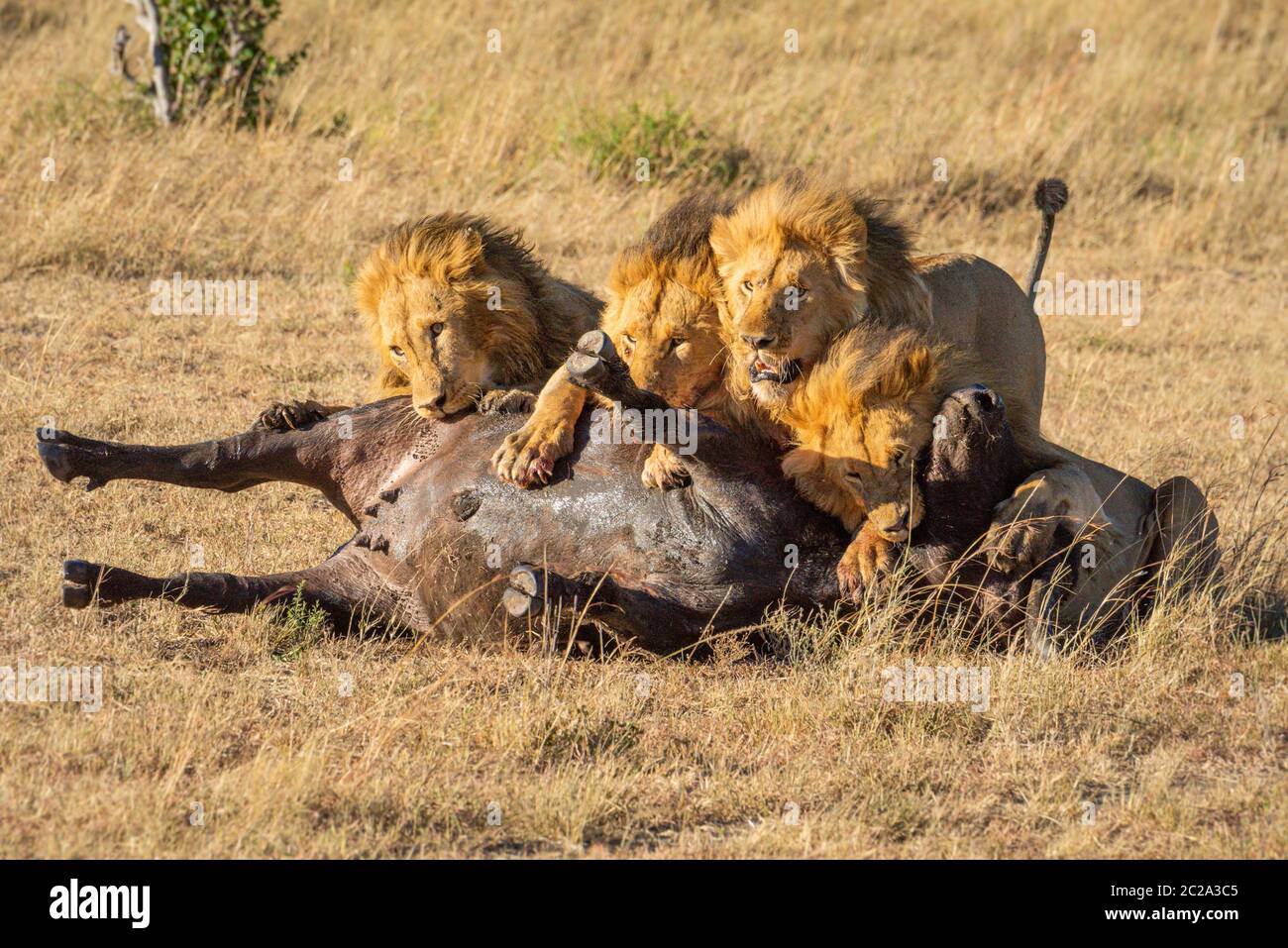 Buffalo carcase hi-res stock photography and images - Alamy